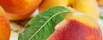 FHM Digital Showroom